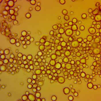 Unlocking the Secrets of Resistant Starch for Health and Longevity ...