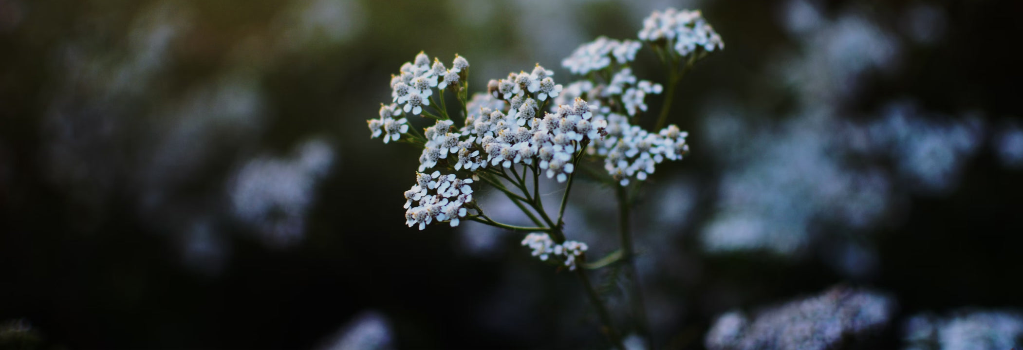 Fertility – Mark Hyman, MD