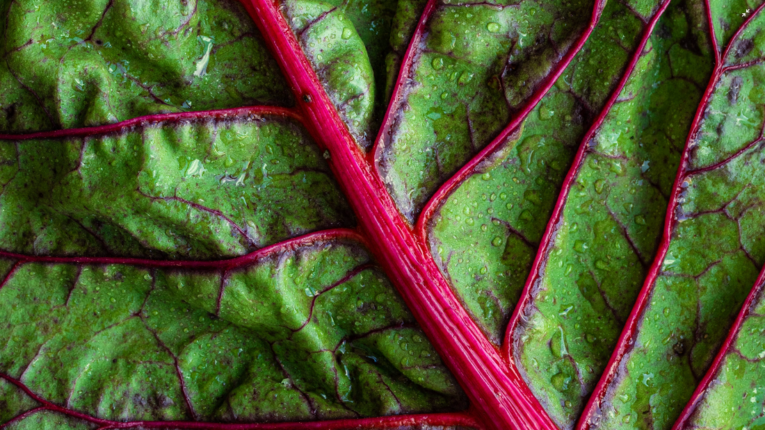 Food Fix – Mark Hyman, MD